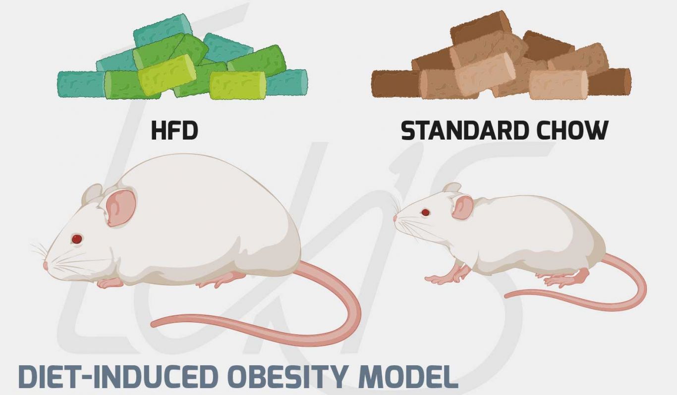 Diet-Induced Obesity Model
